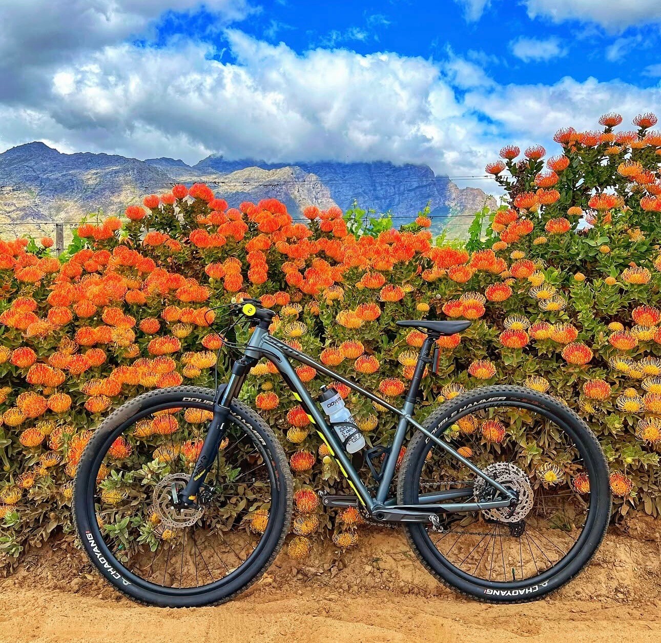 Scott Scale 980 29r 2022 | Hardtail Mountain Bikes | Bike Hub